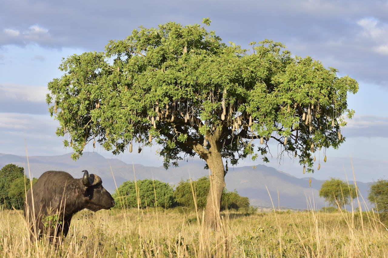 Masai Mara Plants - Masai Mara National Reserve