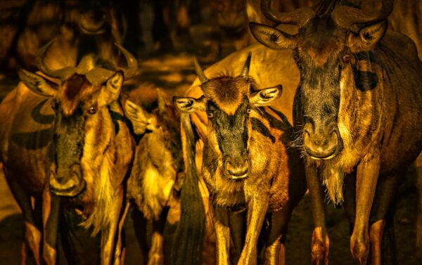 Full Guide to The Great Migration in Masai Mara, Kenya - Masai Mara ...